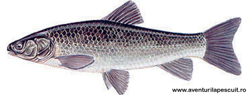 Pasiunea Pescuitului: Crapul Chinezesc - Specii