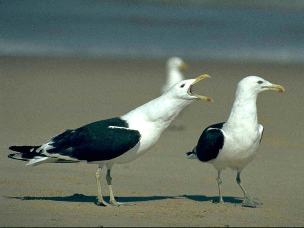 Wallpapers Fair: Sea Birds Image