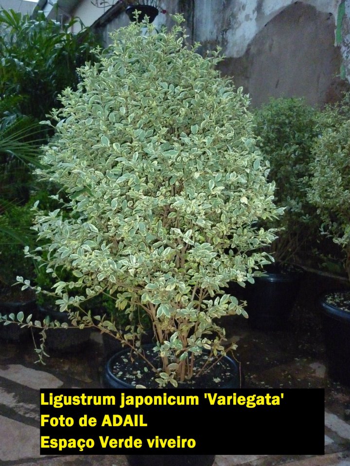 Viveiro Espaço Verde: LIGUSTRUM JAPONICUM VARIEGATA