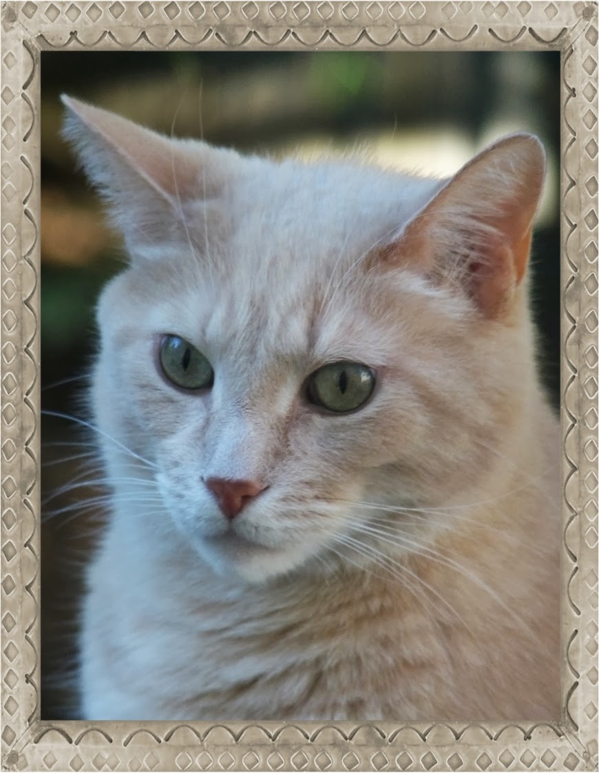 Wendy's 3-D Cats: DYLAN IS TAUPE OF THE HEAP!