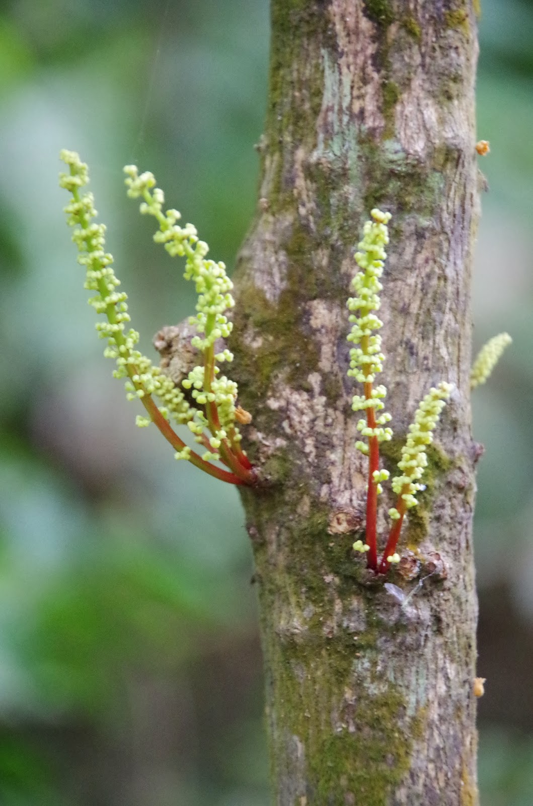 Trees and Plants: Cauliflory