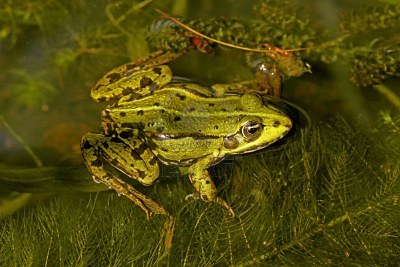 Edible Frog | Photos and Info | The Wildlife
