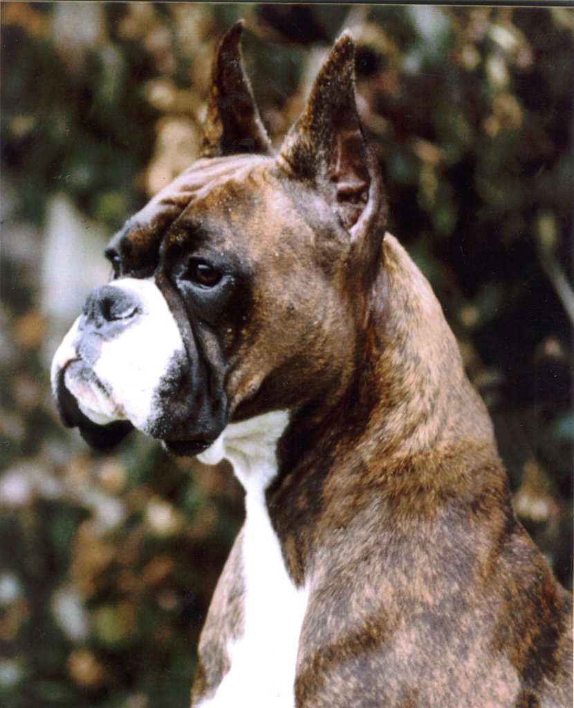 The Boxer Underground Blog: The Boxer--What Judges Look For…