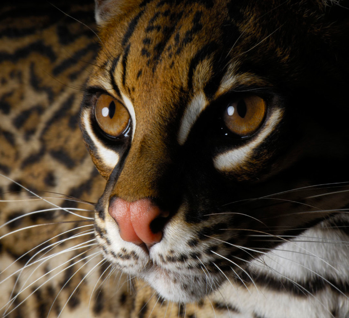 F comme félins - True Colors #8