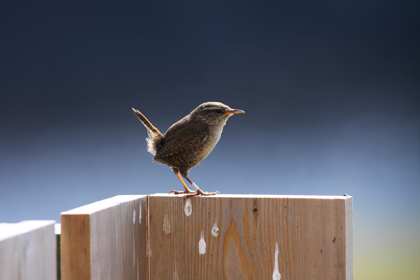 Fair Isle Bird Observatory: the Warden's diary: The Longest Day.