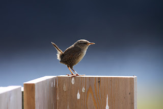 Fair Isle Bird Observatory: the Warden's diary: The Longest Day.