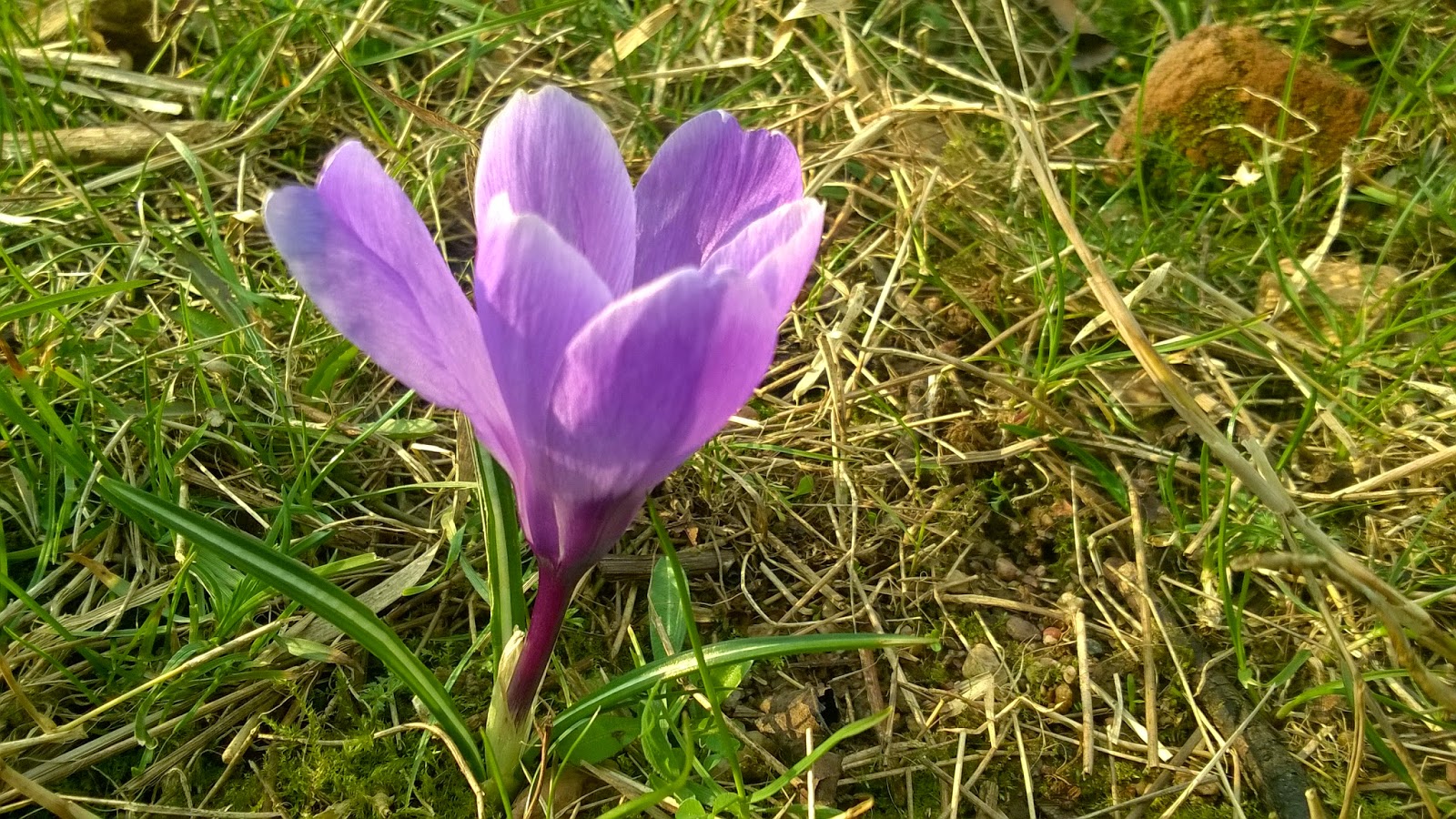 Florile, pasiunea mea: Brandusa uriasa