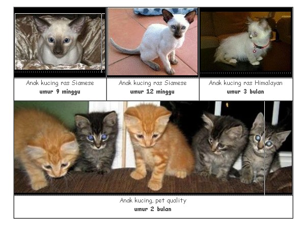 .: Tahap tumbuh kembang kucing
