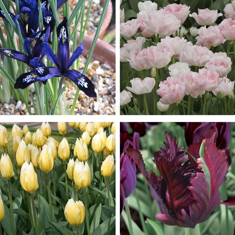 Le vieux Clos : Commande Promesse de Fleurs