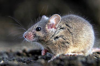 A voz do Servidor: Saiu no Radar: Denúncia de rato em enfermaria do ...