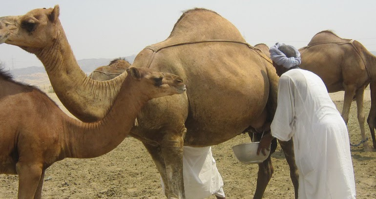 DK's Diary: Kenapa memakan daging Unta atau meminum air susu Unta ...