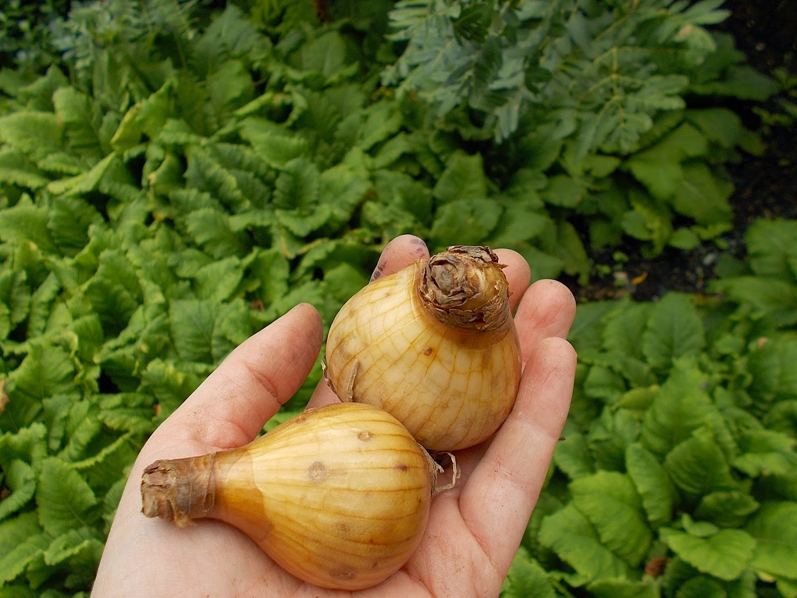 City Gardener czyli miejski Ogrodnik w akcji.: Jak sadzić rośliny cebulowe?