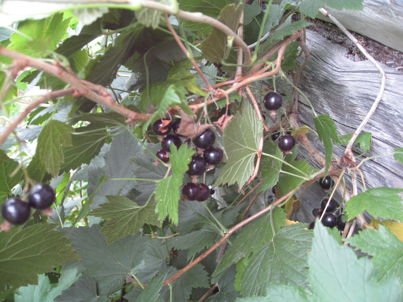 Luontoenergiaa: Suomen marjat