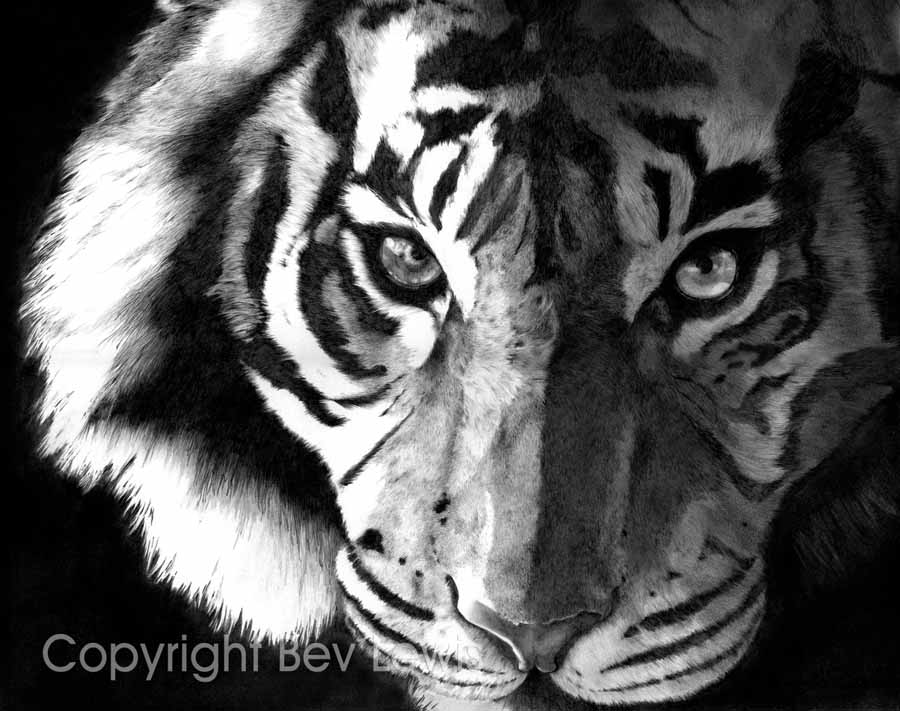 Animal Artistry by Bev Lewis: The Stare - Tiger in graphite pencil