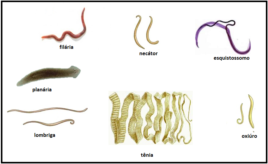 MEU MUNDO É CIÊNCIAS: agosto 2015