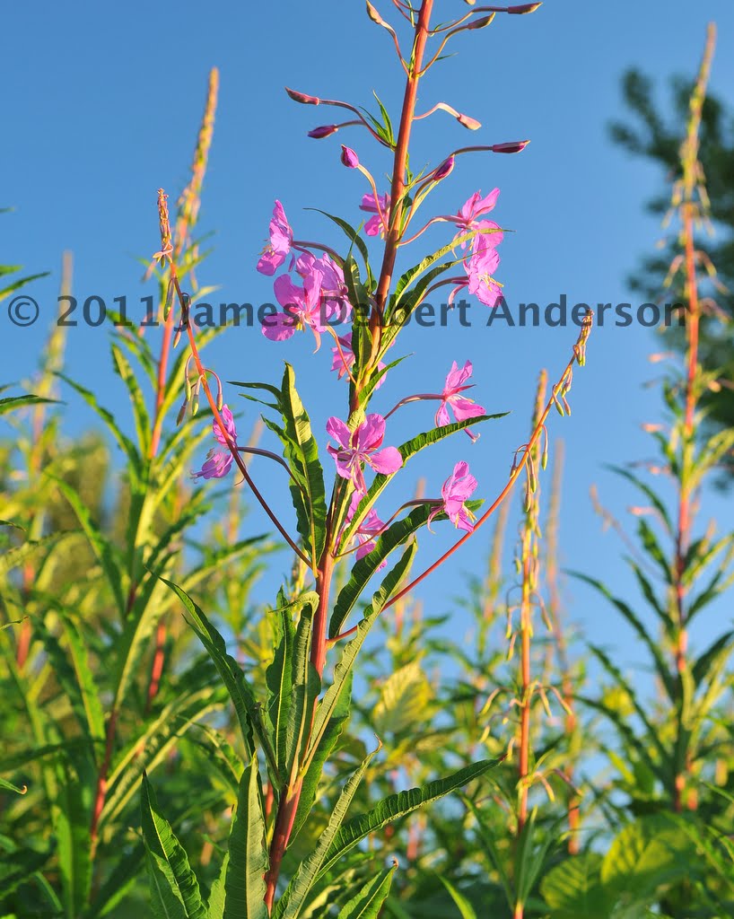 James Delbert Anderson Photography: Blooming Fireweed!