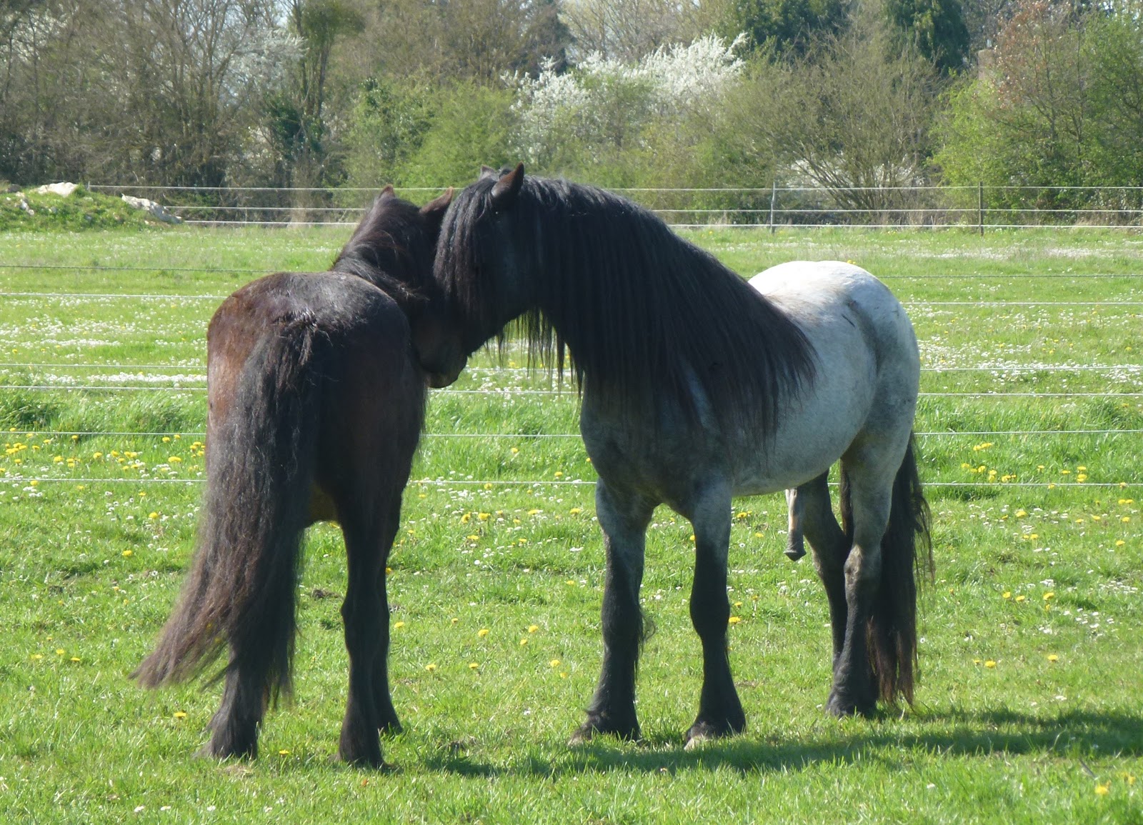 Kingmaker Dales Pony Stud: 1 happy stallion. 1 sulking stallion
