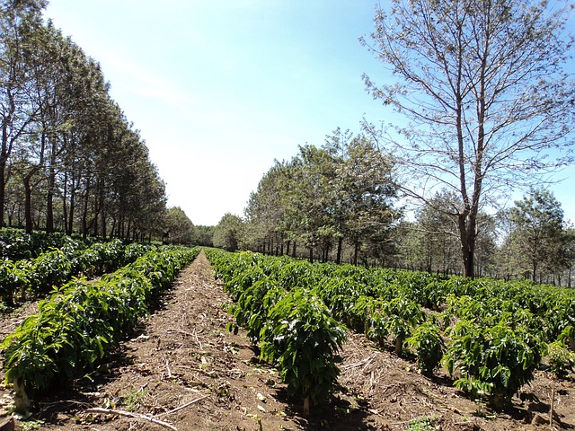 Jika 4 Tahap Cara Pemupukan Tanaman Kopi Ini Benar, Produktifitasnya ... Jika 4 Tahap Cara Pemupukan Tanaman Kopi Ini Benar, Produktifitasnya ...