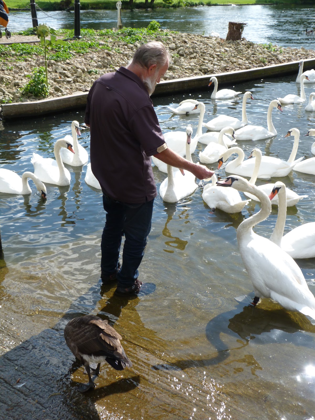 Lamsdell Bird Ringing and Wildlife Blog: Staines Reservoir and Truss ...