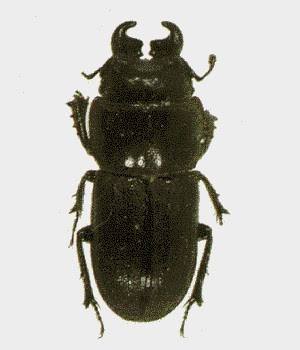 Variety of Life: Lucaninae