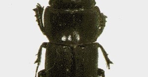 Variety of Life: Lucaninae