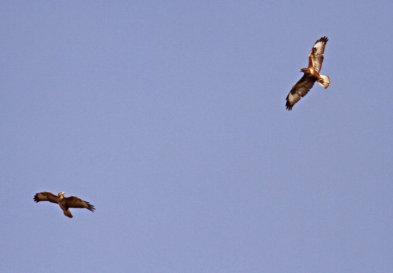 Non-Stop Birding: Common Buzzards
