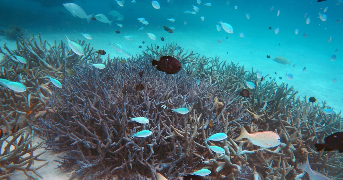 Snorkeling the Ningaloo Reef (Ningaloo Marine Park) ~ The Long Way's Better