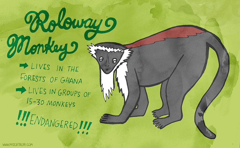 My Zoetrope: 231: Roloway Monkey
