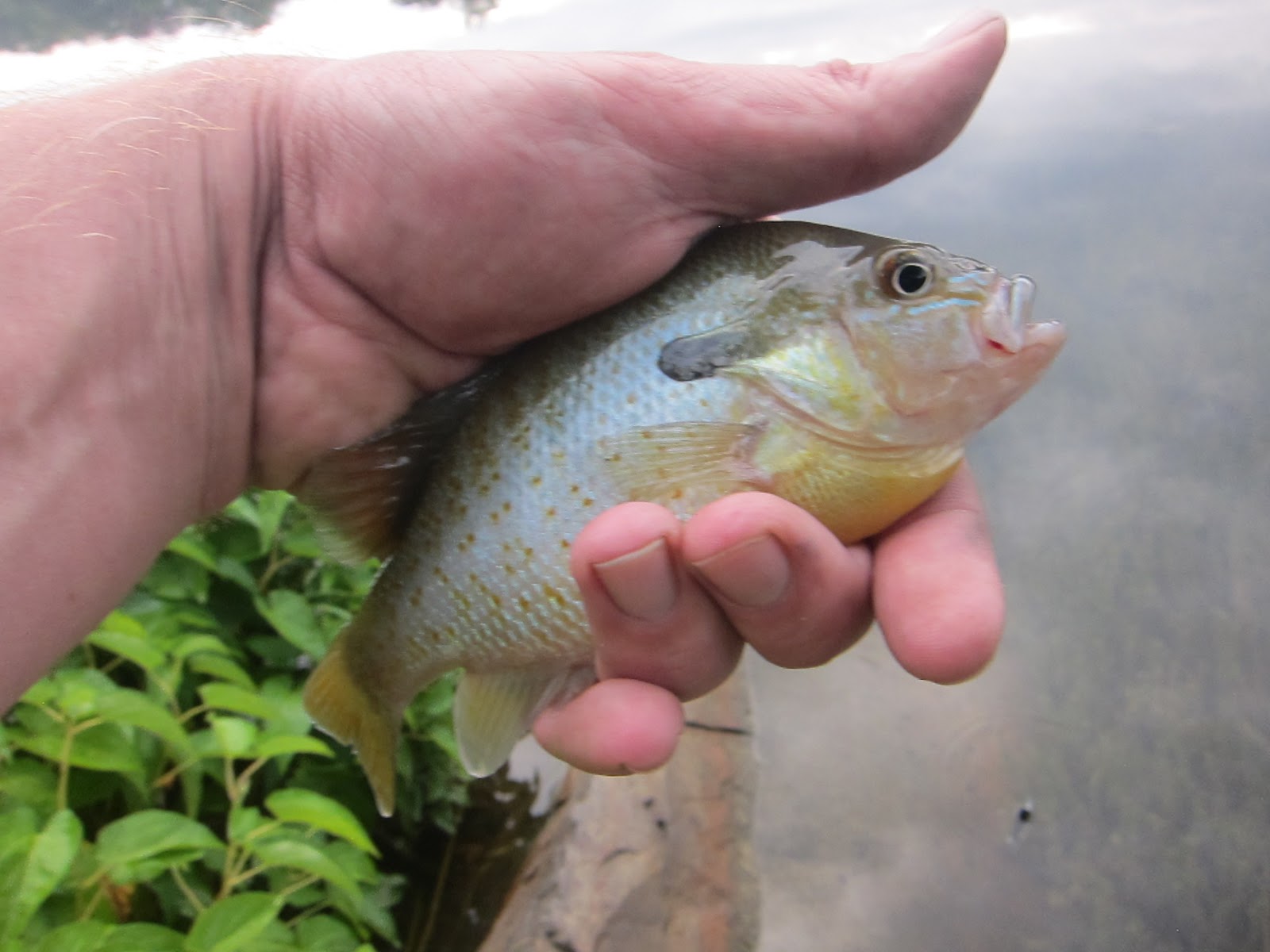 In Reel Time Fishing: The sunfish also rises