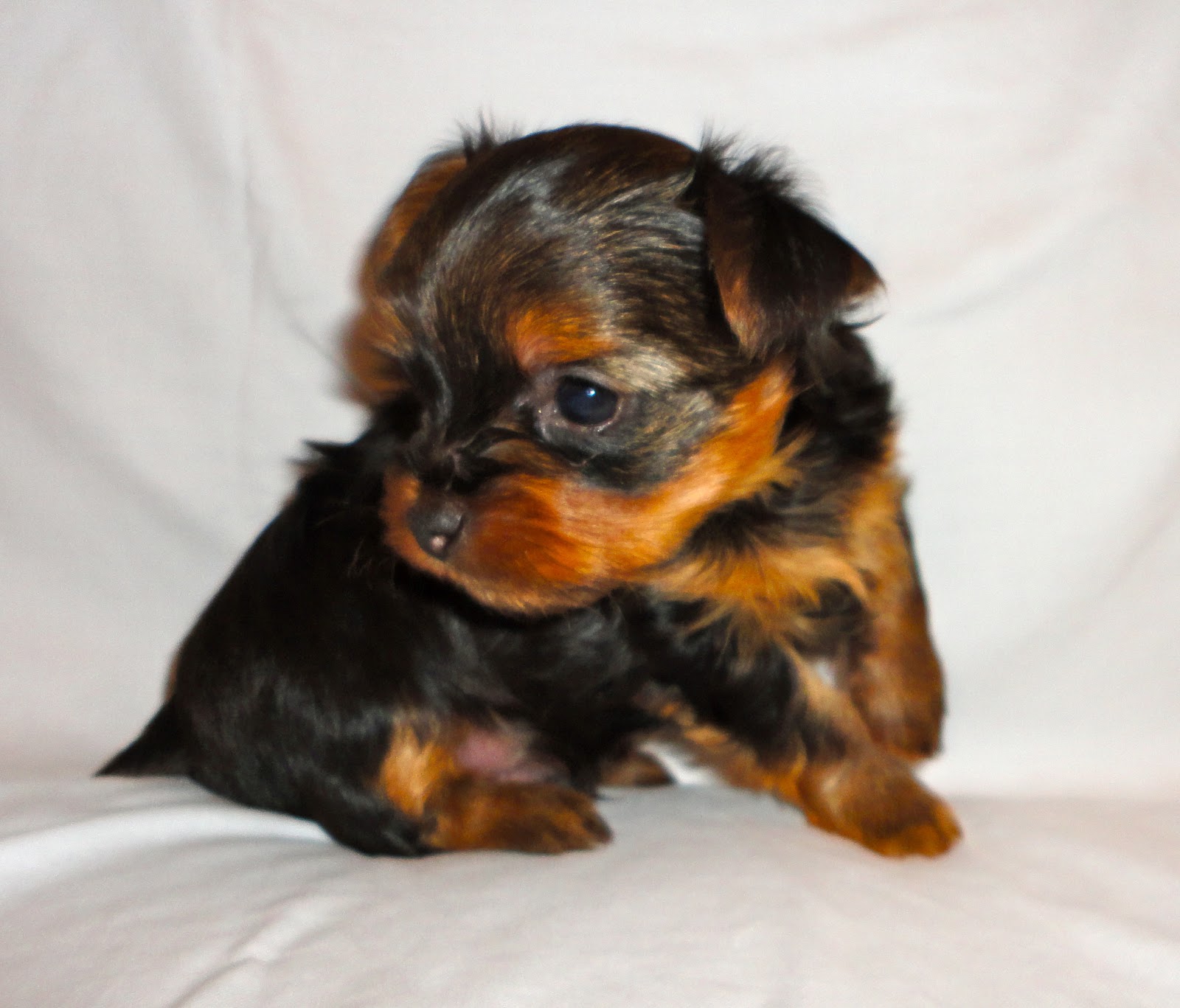 Courtney's AKC Yorkies: Puppies 4 Weeks Old