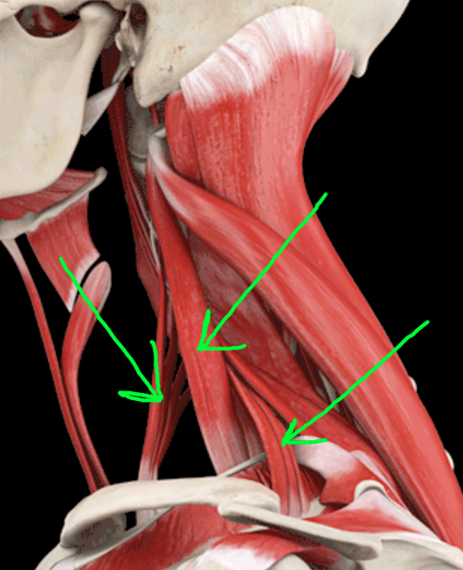 Function Junction Health & Performance: The Importance of Breathing