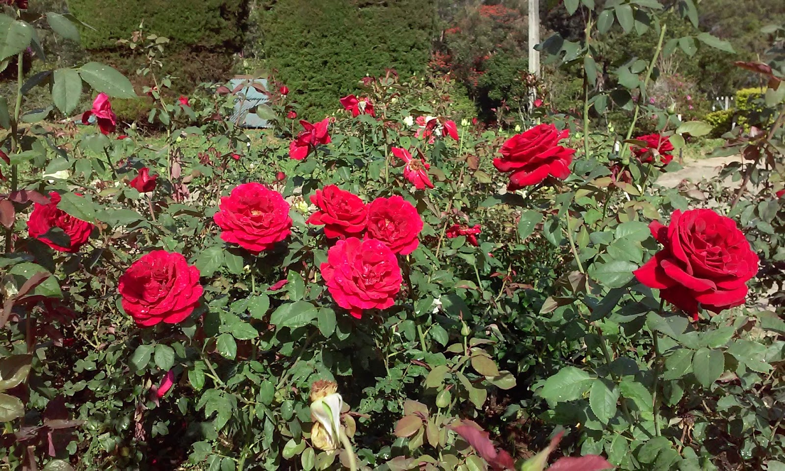 Nature Sri Lanka: Roses Blooming in Bandarawela, Sri Lanka.