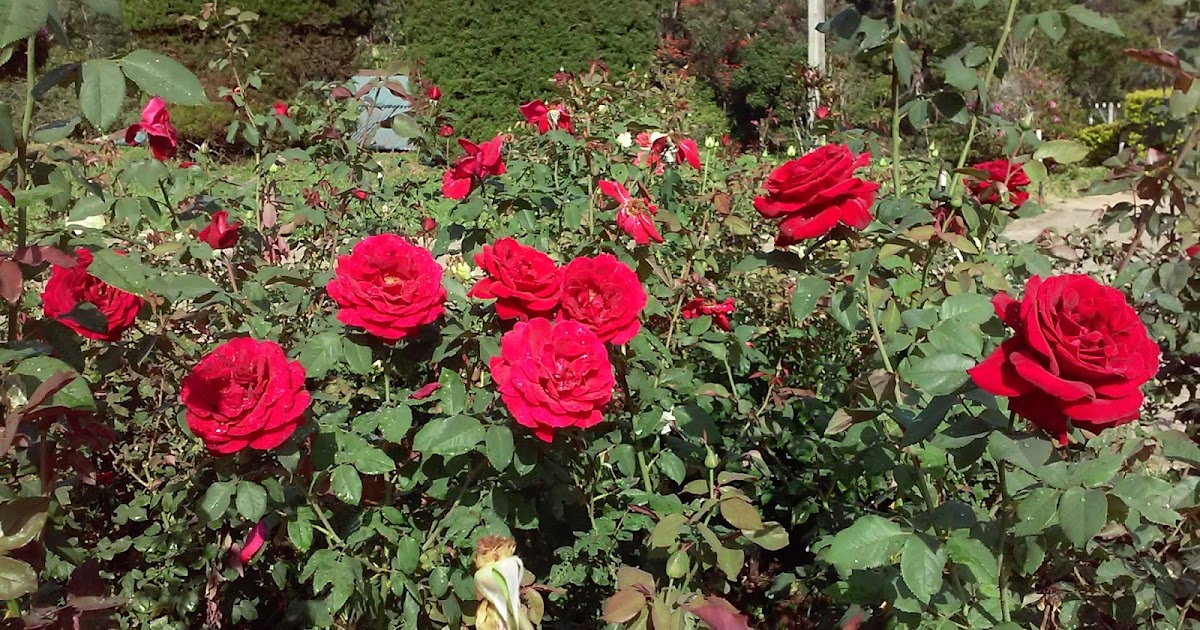 Nature Sri Lanka: Roses Blooming in Bandarawela, Sri Lanka.