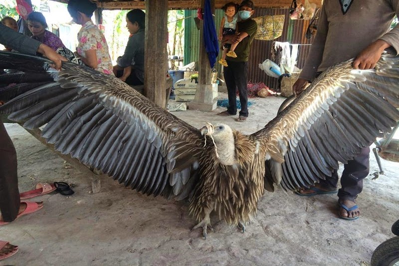 Joy in Thailand: Il grifone dell'Himalaya in Thailandia