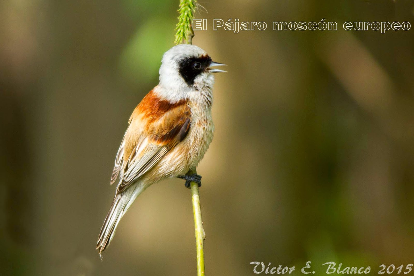 Mi blog: El Pájaro moscón europeo