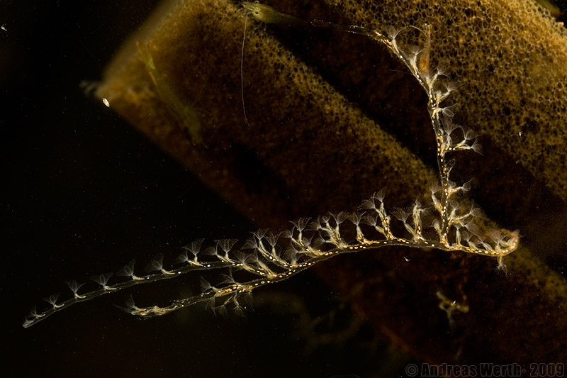 Goldfish Garage: A Two Car Fishroom: Plumatella bryozoan