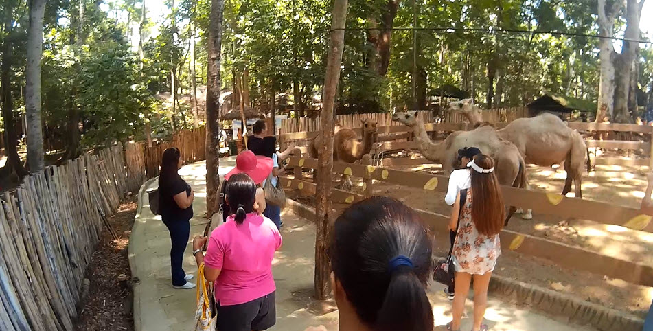 Zoobic Safari Subic Philippines | Tropical Mom's Day Off