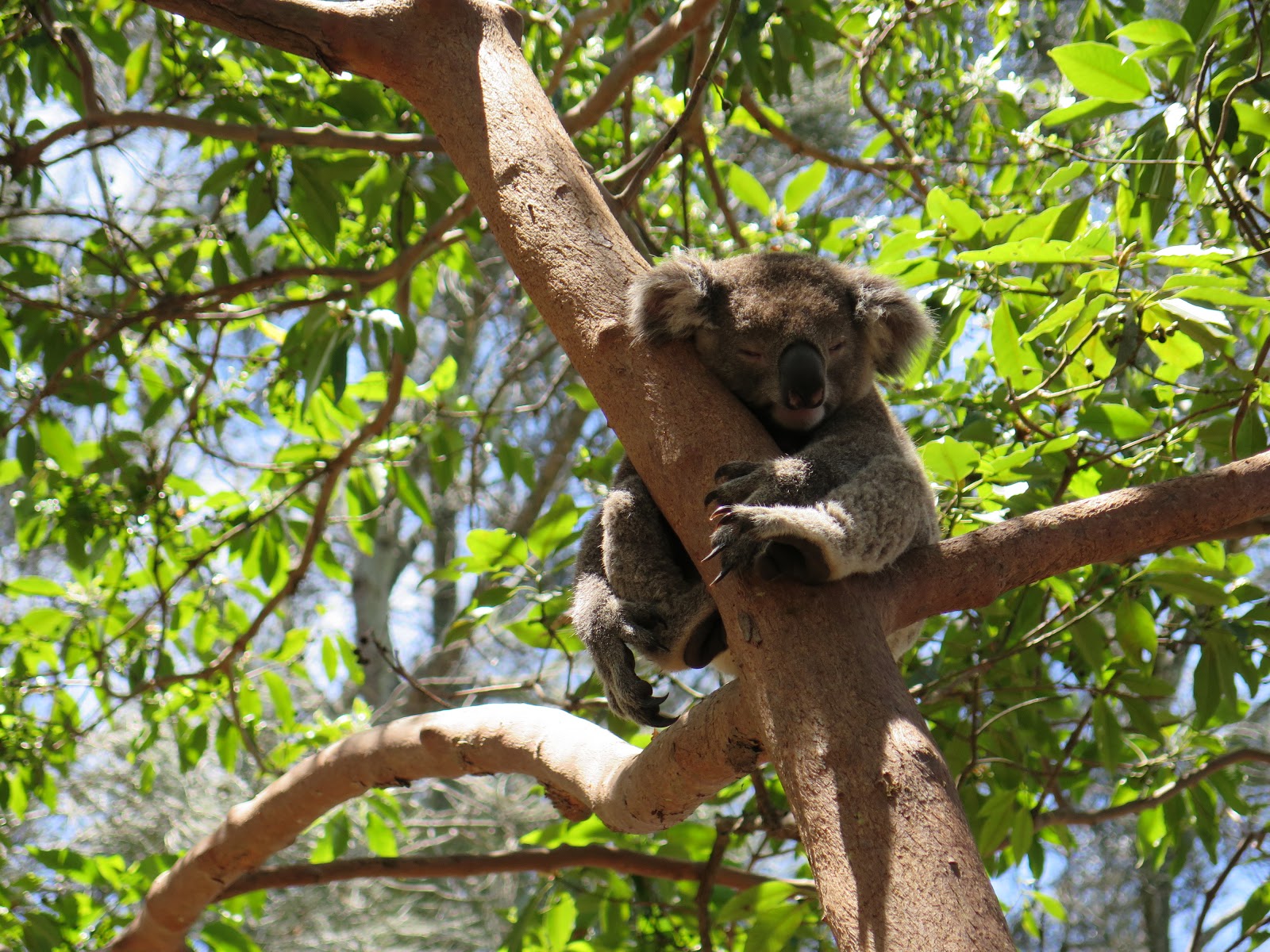 Royal Flusher Vegas: Deep Fried Koala