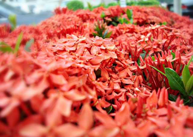 El Viajero: Jungle Flames: Santan