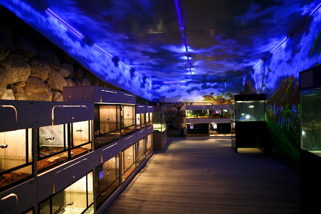 Summer Water Park Getaway in Korea - Spa Valley with Hot Spring and ...