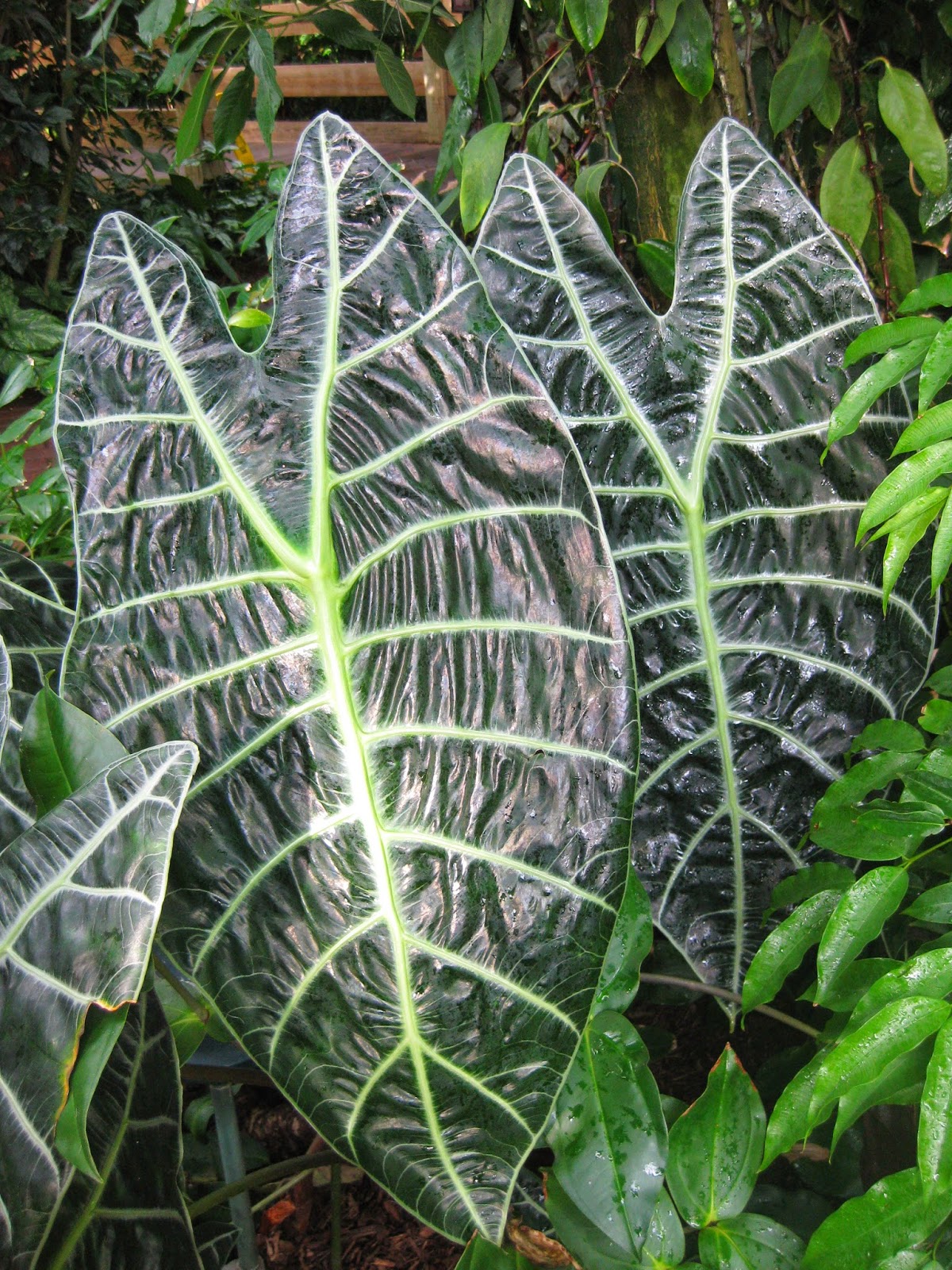 Rotary Botanical Gardens - Hort Blog: Warmer Thoughts With Alocasias