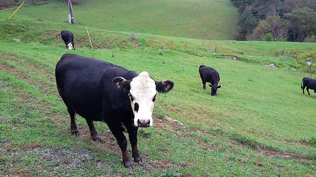 Life is Good : ): An Itchy Cow