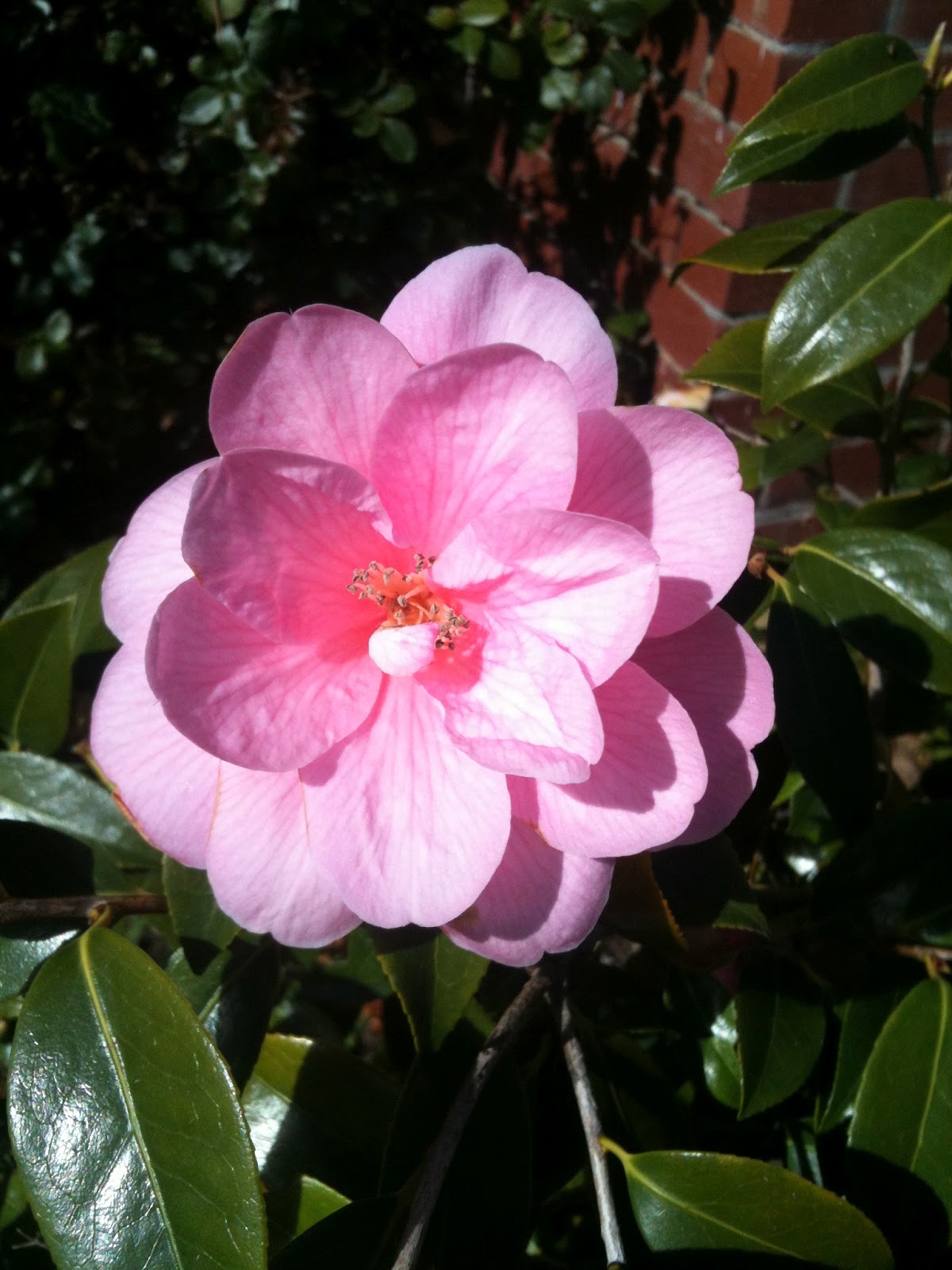 A House in Hobart: Flowers.