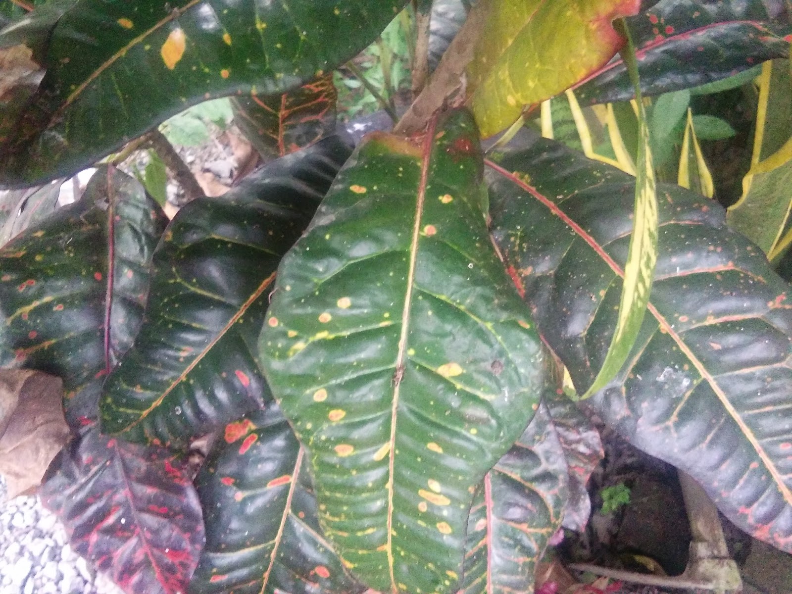 D' Qasih: unique leaf pattern ....... like a natural art ...