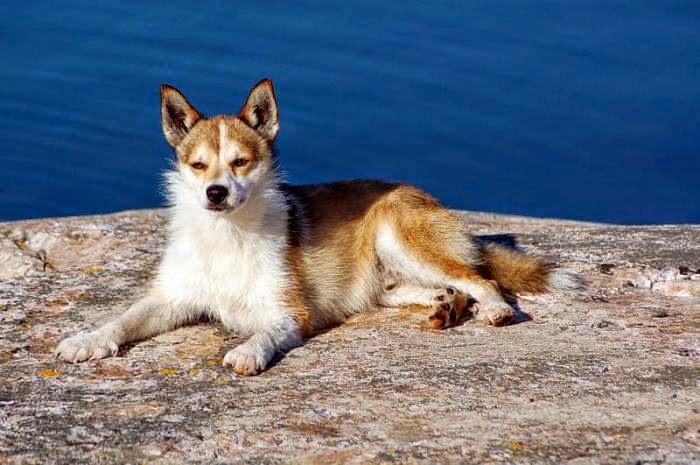Lundehund noruego | WIKI PERROS