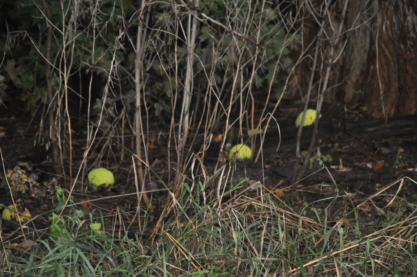 An Adirondack Naturalist in Central New York: Things Falling from Trees