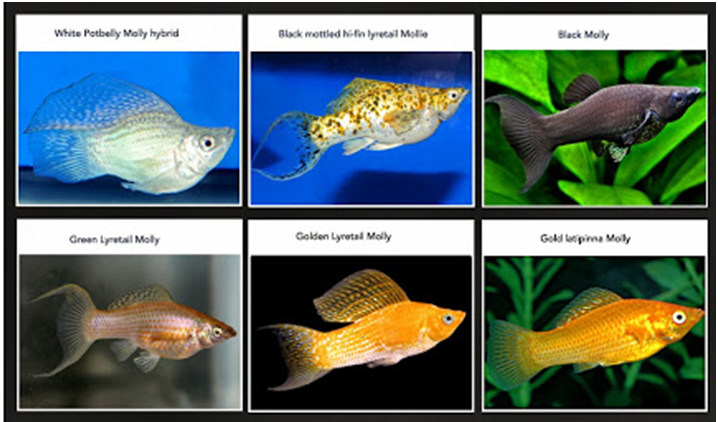 Mari Mengenal ikan Molly