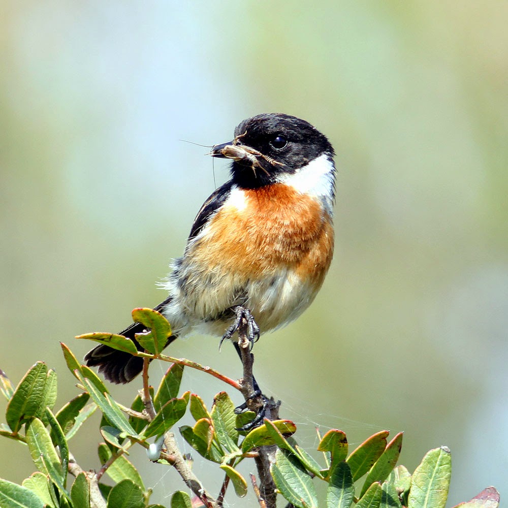 Another Bird Blog: Picture Menorca