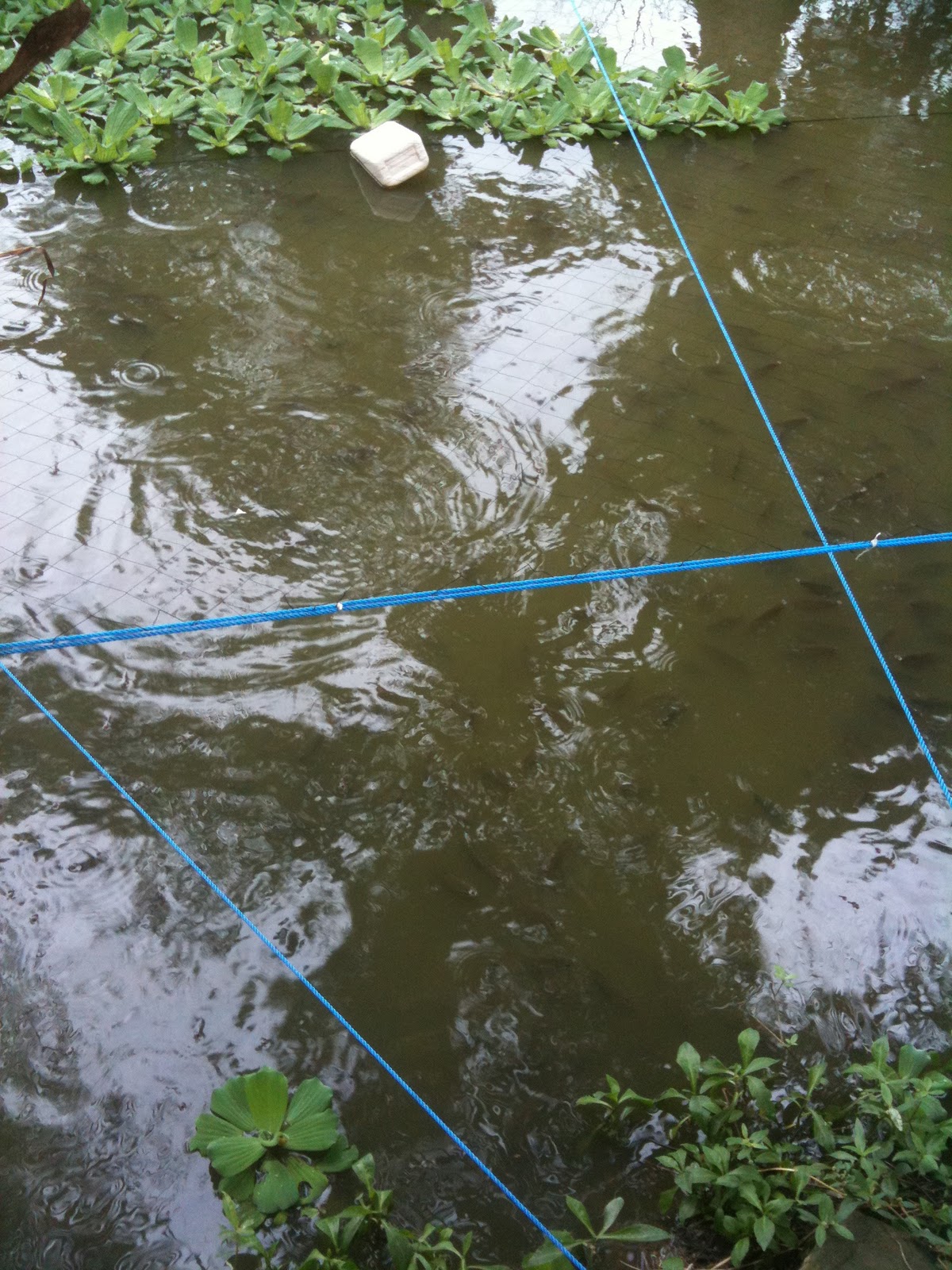 ---Swiftlets-Zone.Blogspot.Com----: Pertanian Itu Perniagaan : Ikan ...