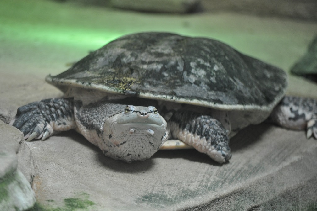 ZOOTOGRAFIANDO (6.096 ANIMALS): TORTUGA CABEZA DE SAPO DE HILARY ...